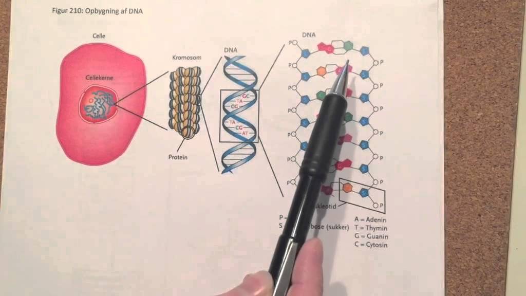 Opbygning af DNA + Proteinsyntesen - Isabella - YouTube
