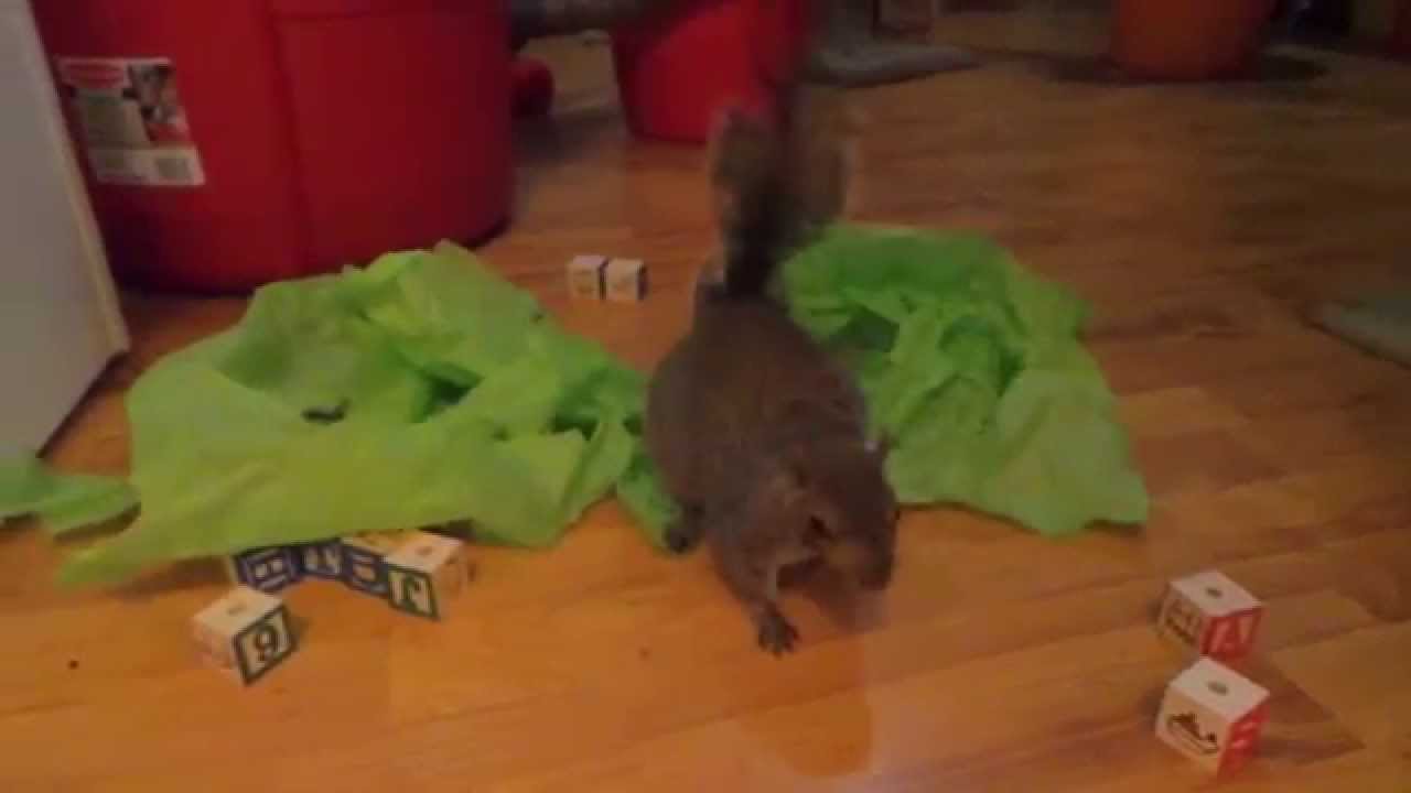Squirrel playing with blocks and tissue paper - YouTube