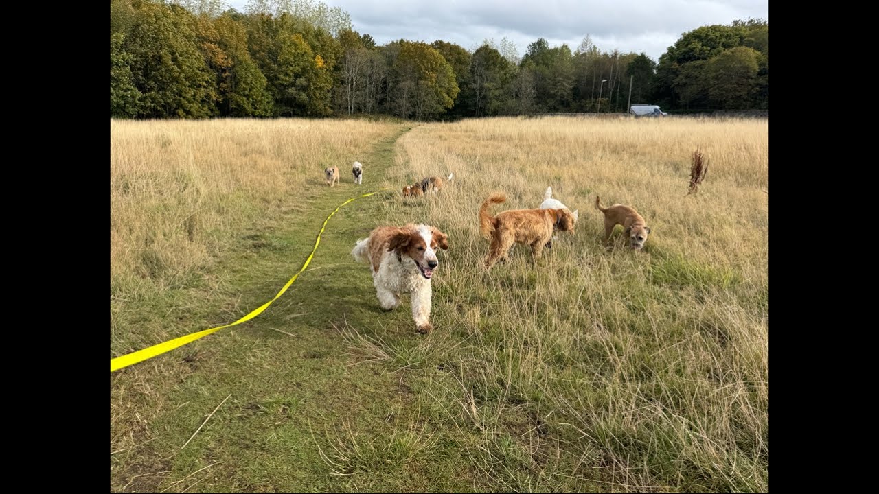 Part 2 | LIVE | Virtual Dog Walk | 8 Dogs 🐶 | Wednesday 17th Sept ...