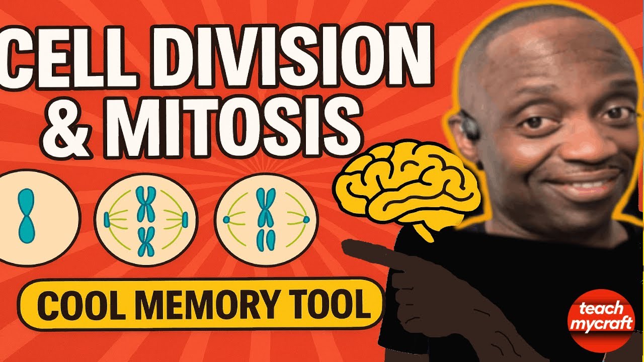 Cell Division & Mitosis Made Easy: Quick Learning with a Cool Memory ...