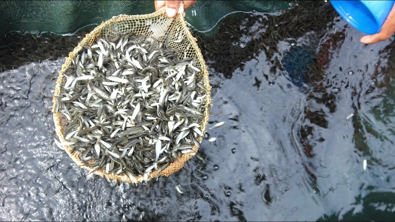 Millions of rohu fish harvested from my farm and packed them to ...