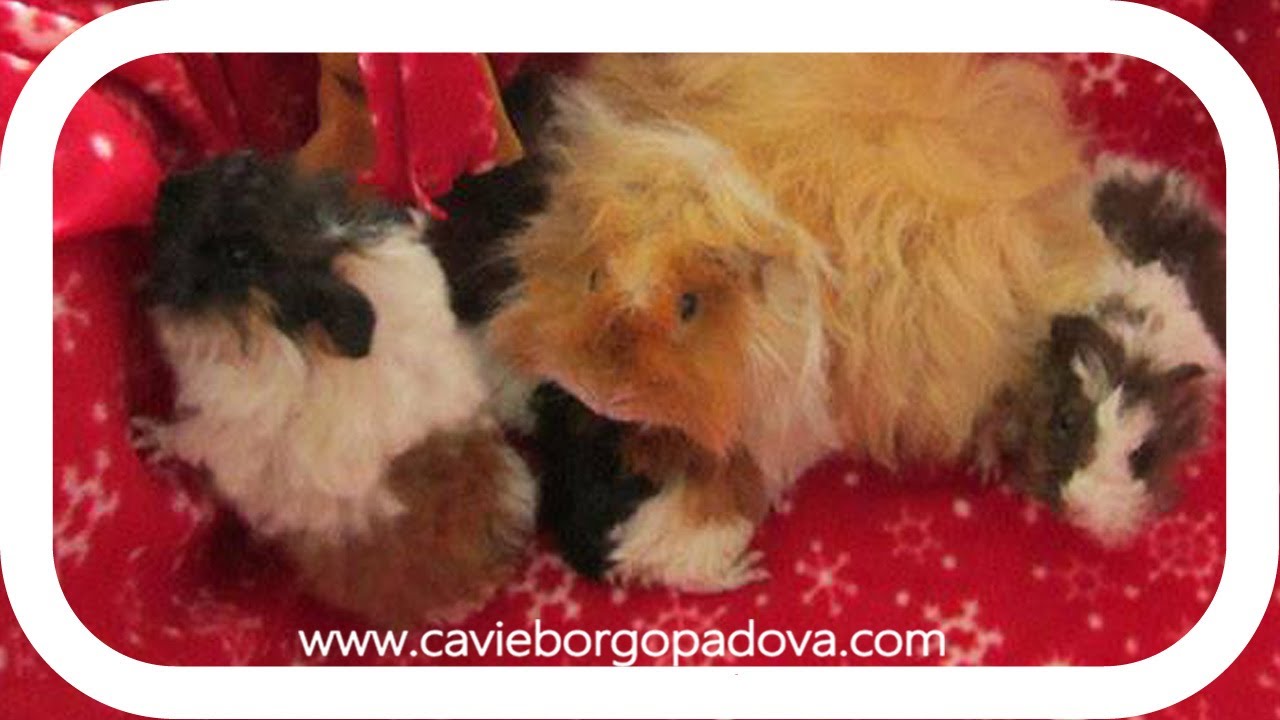 💗 Cavia Alpaca con 5 cuccioli 💗 - YouTube