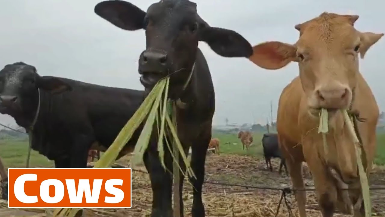 Cow | Cute Cows | Cow Animals | Kids Fun Time - YouTube
