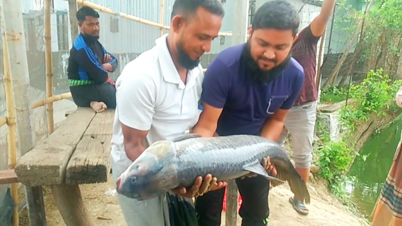 Best Hook Fishing Video 2022 / Hook Fishing Competition Video / Toma ...