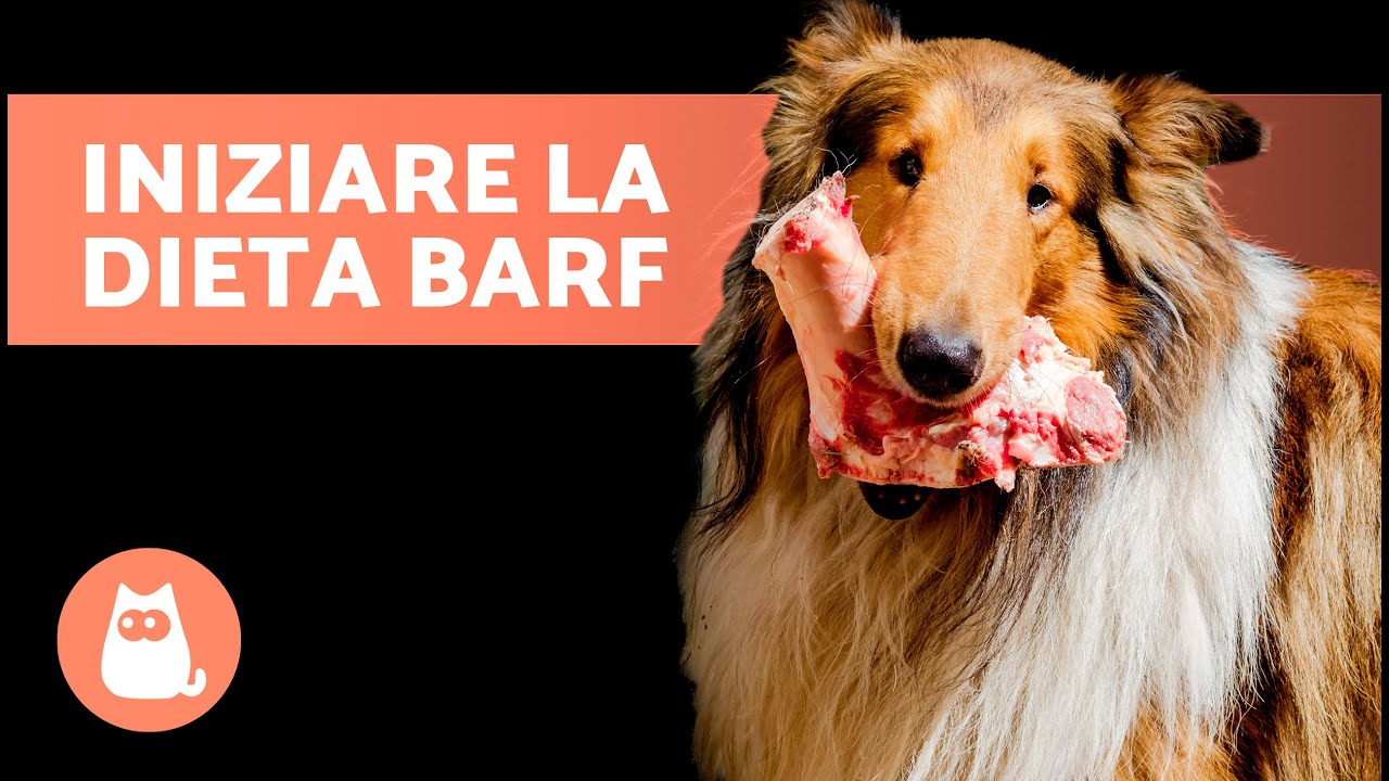 Come INIZIARE la DIETA BARF con il tuo CANE 🥩 (3 Modi) - YouTube