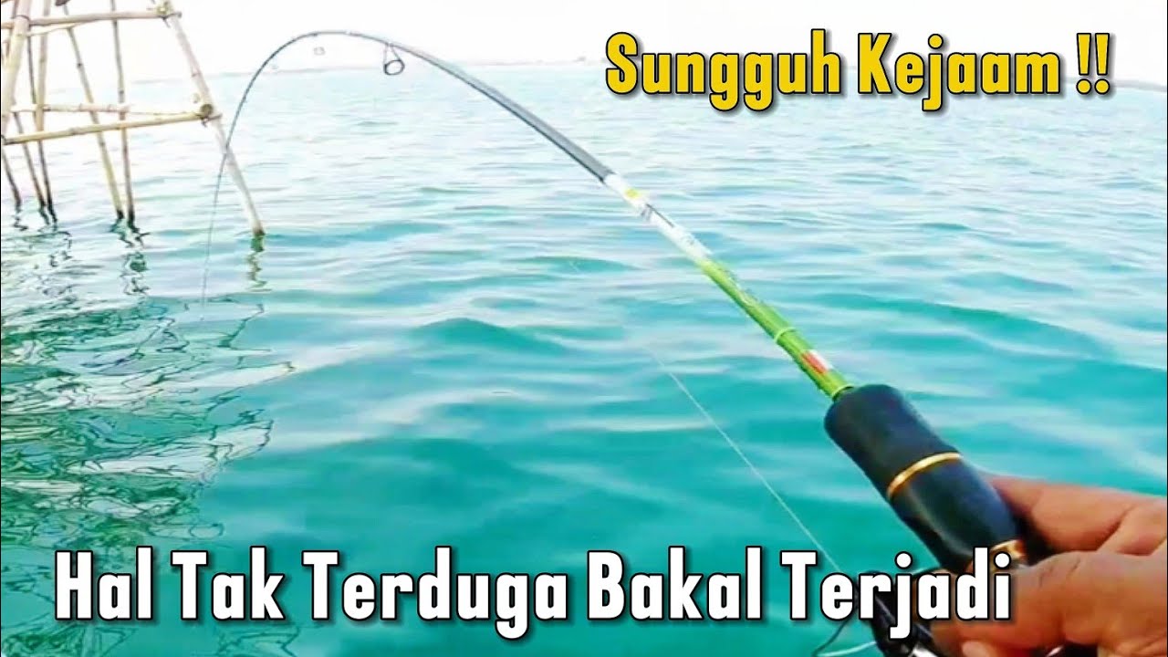 SUNGGUH TRAGISS !! Akhirnya Terjadi Juga Saat Rombongan Ikan Lewat ...