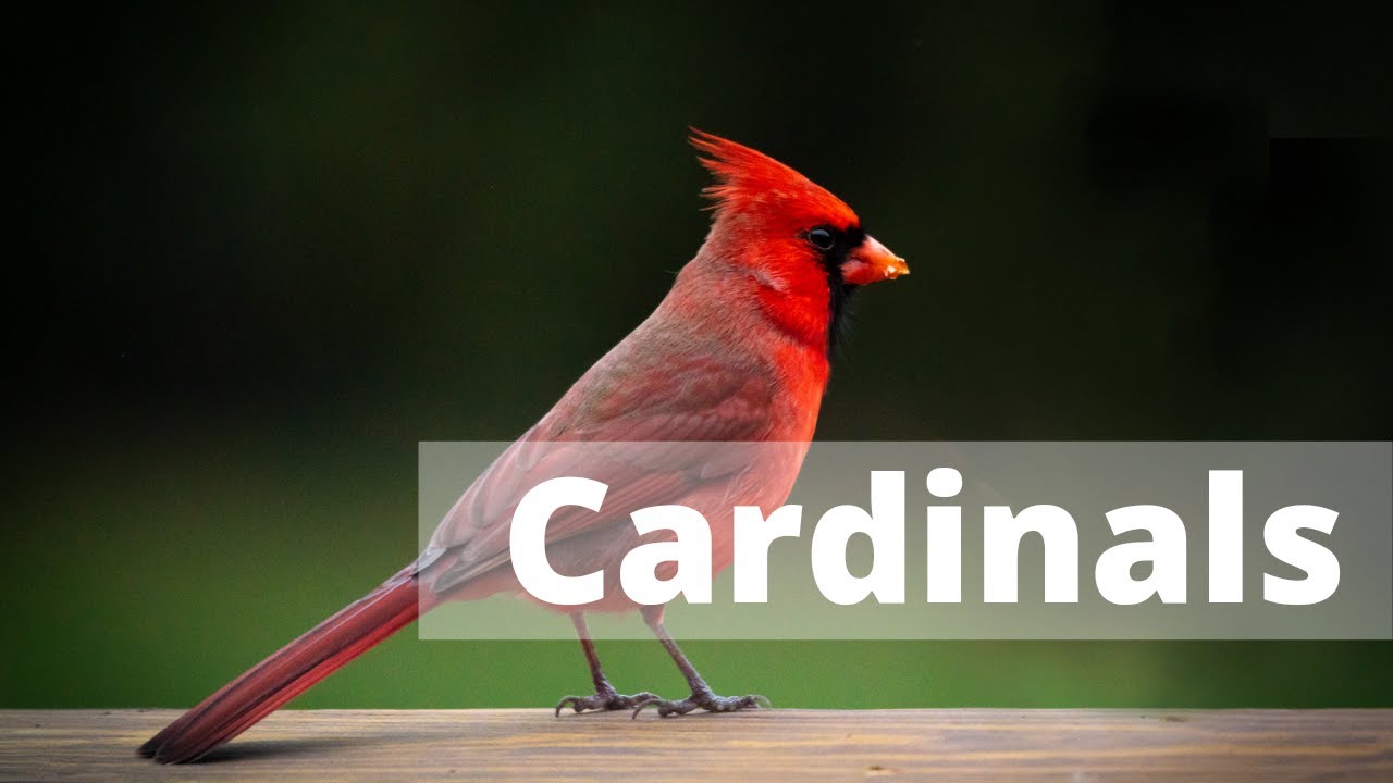 cardinals | arizona cardinals | Northern cardinals birds l cardinal ...