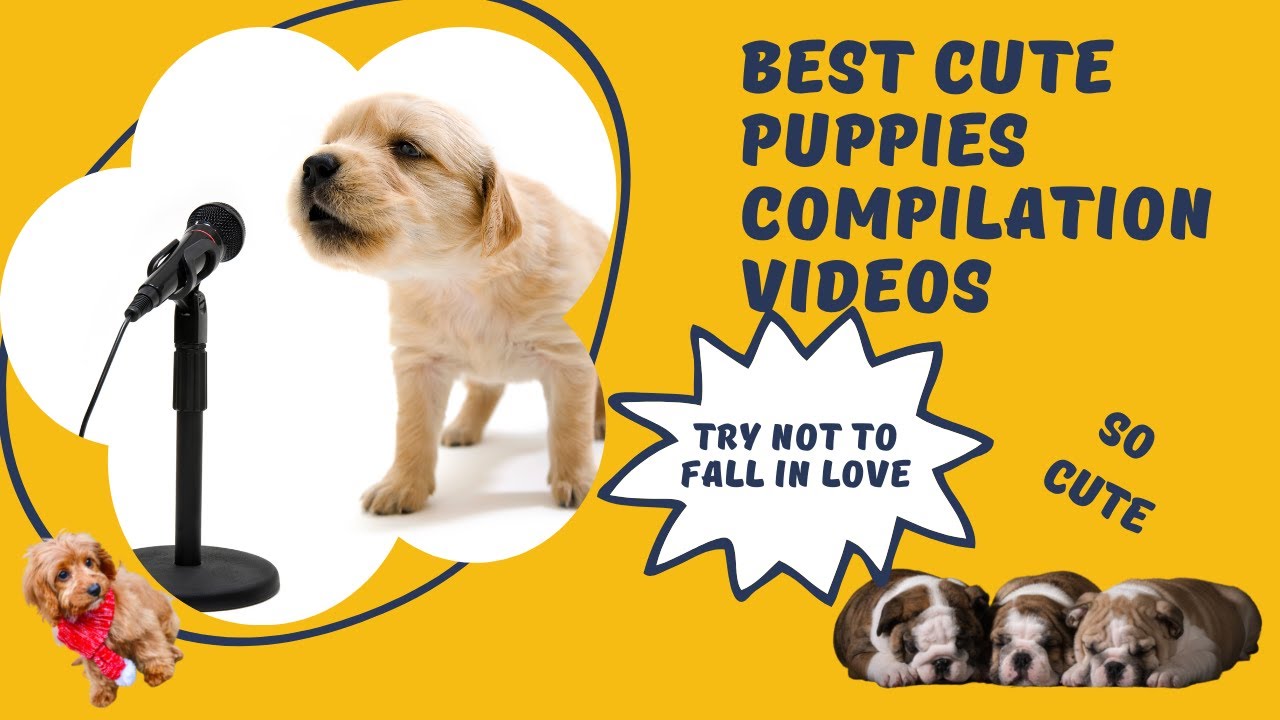 Best cute puppies doing funny things compilation video for dog lovers ...