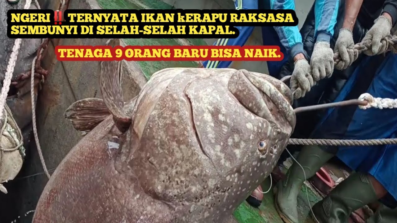 🔴#VIRAL||Mancing Dapat Ikan Kerapu Raksasa Di sela-sela Kapal. - YouTube