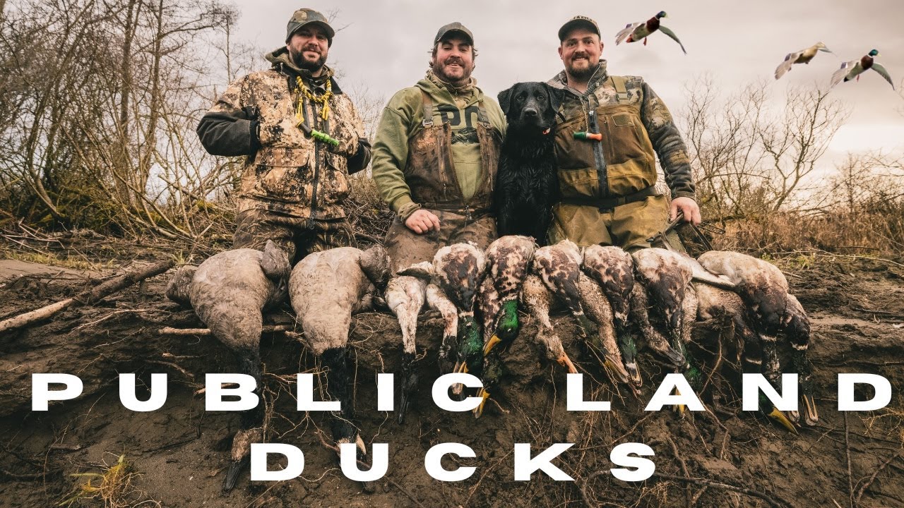 Public Land Duck Hunting - Western Washington Three Man - YouTube