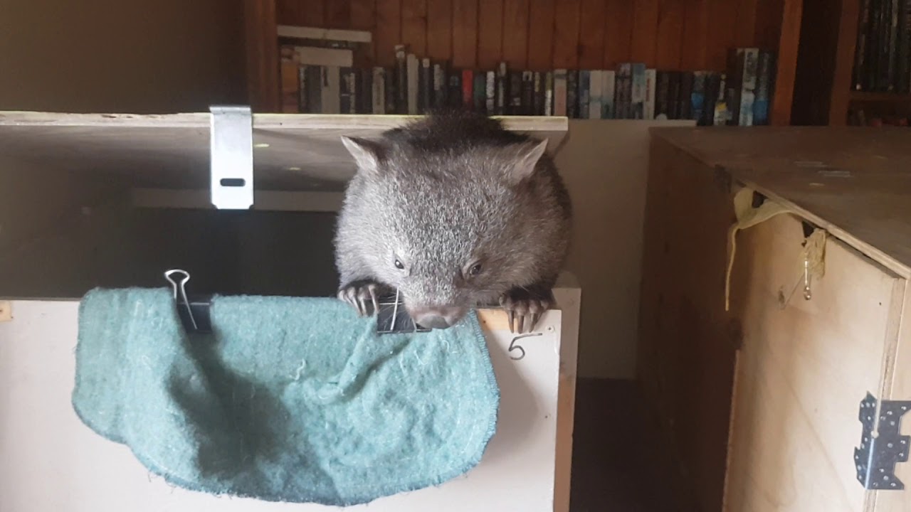 Wombats take matters into their own hands - YouTube
