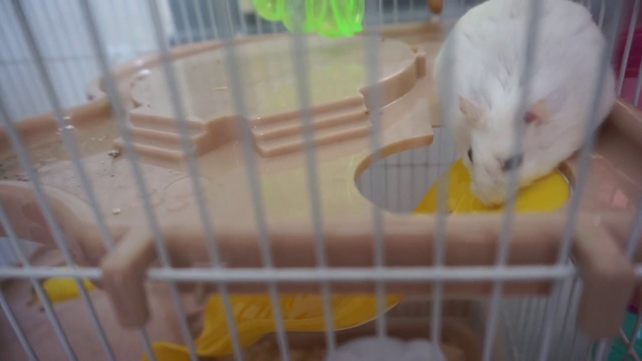 on vous donne des nouvelle de notre hamster POP - YouTube