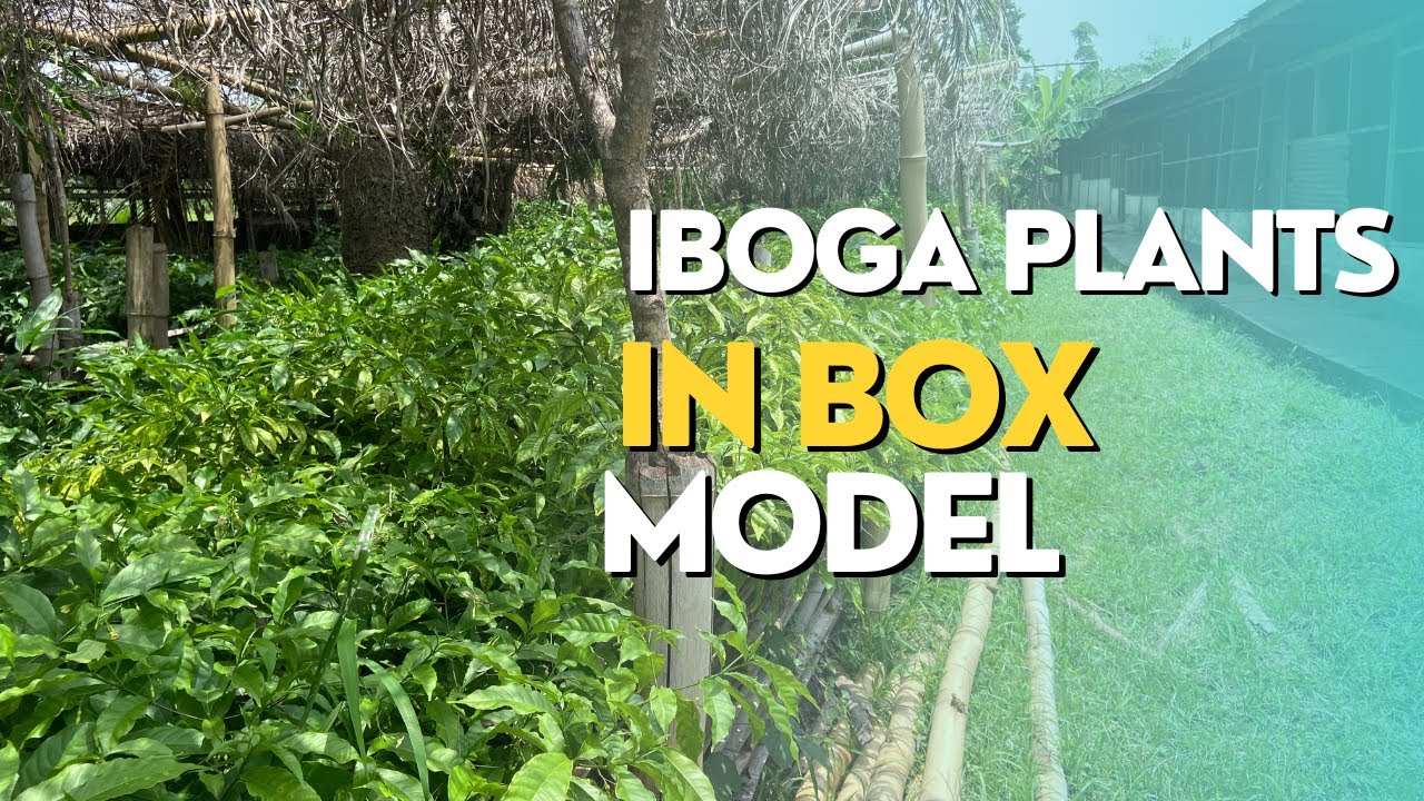 Our Iboga In Box Project | ANP Farms - YouTube
