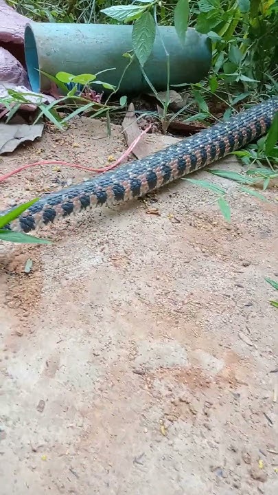 Snake Trap #23 - YouTube
