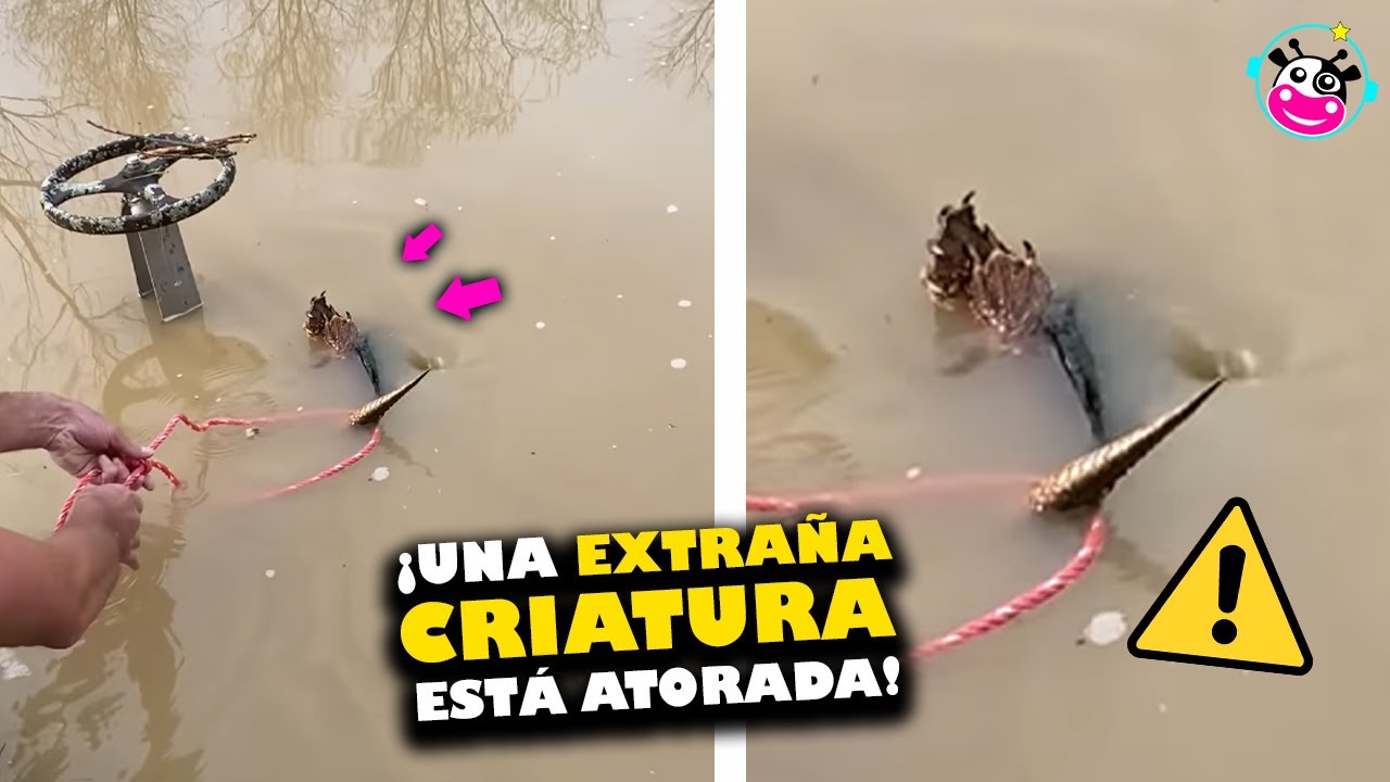 Rescatan a un singular animal del desagüe 😱 - YouTube