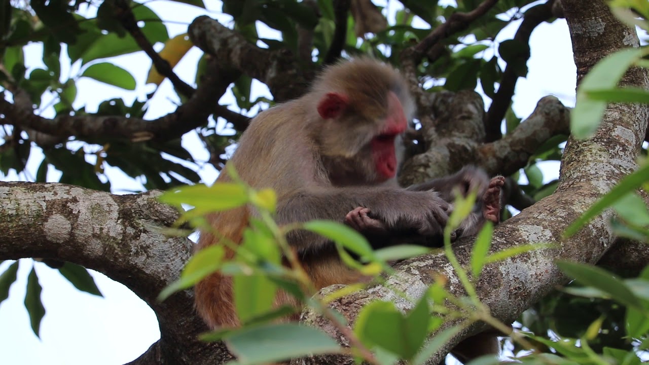 Strange Monkey Behavior - YouTube