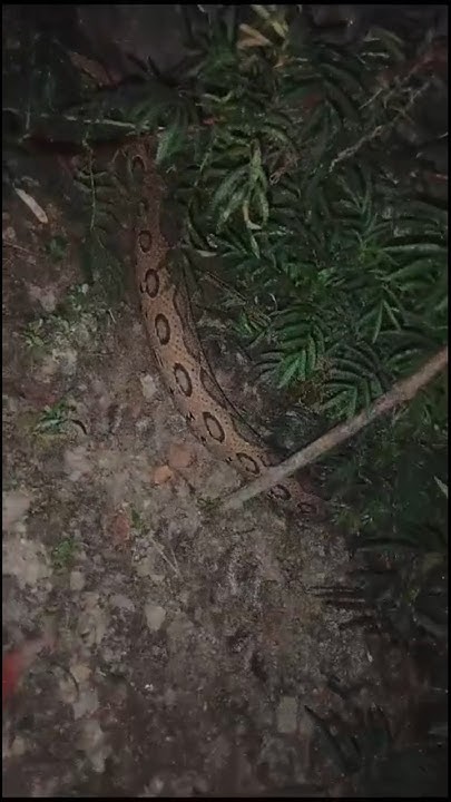 Russell’s viper snake #python #snakesaverbrothers #snakevideo #viral # ...