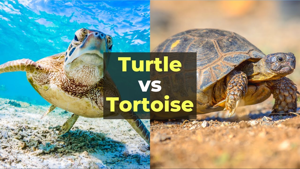 Turtle Vs Tortoise in Hindi | Turtle Vs Tortoise Difference | Difference Between Turtle and ...