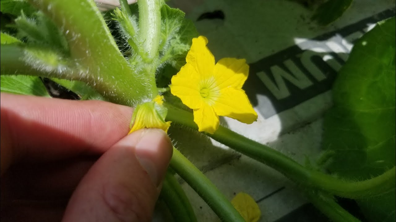 Hand-pollinating melons and carosello without a paintbrush - YouTube