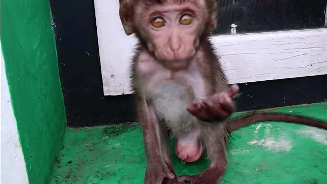 The little monkeys really enjoy fresh oranges - YouTube