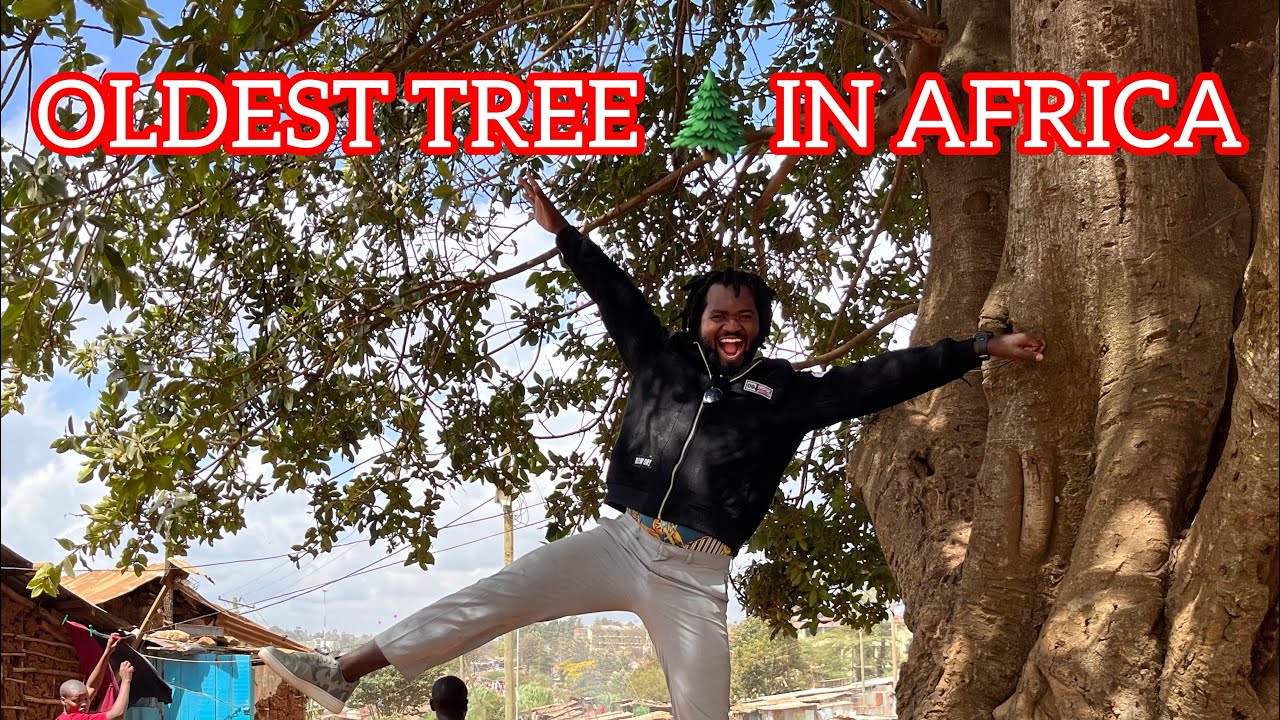 THE HOLY OLDEST TREE IN AFRICA IS IN THE LARGEST SLUM OF AFRICA #vlog # ...