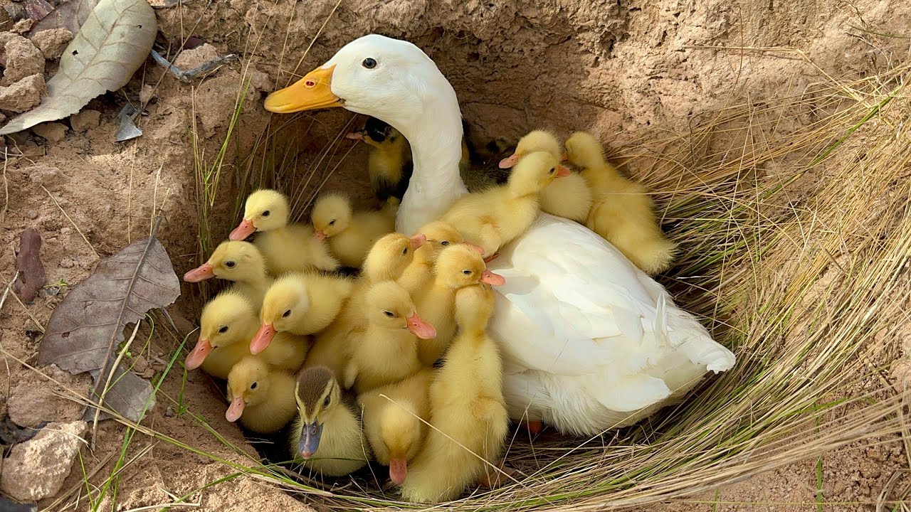 Really Cute And Amazing - Hatching Ducklings - YouTube