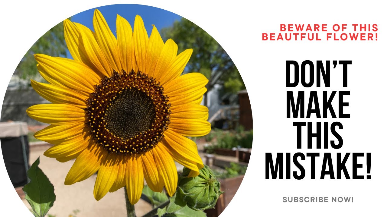 The Dark Side of Sunflowers: Toxic Effects on Your Vegetable Garden ...