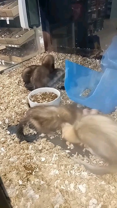 Ferret Frenzy - Ferret Playtime - YouTube