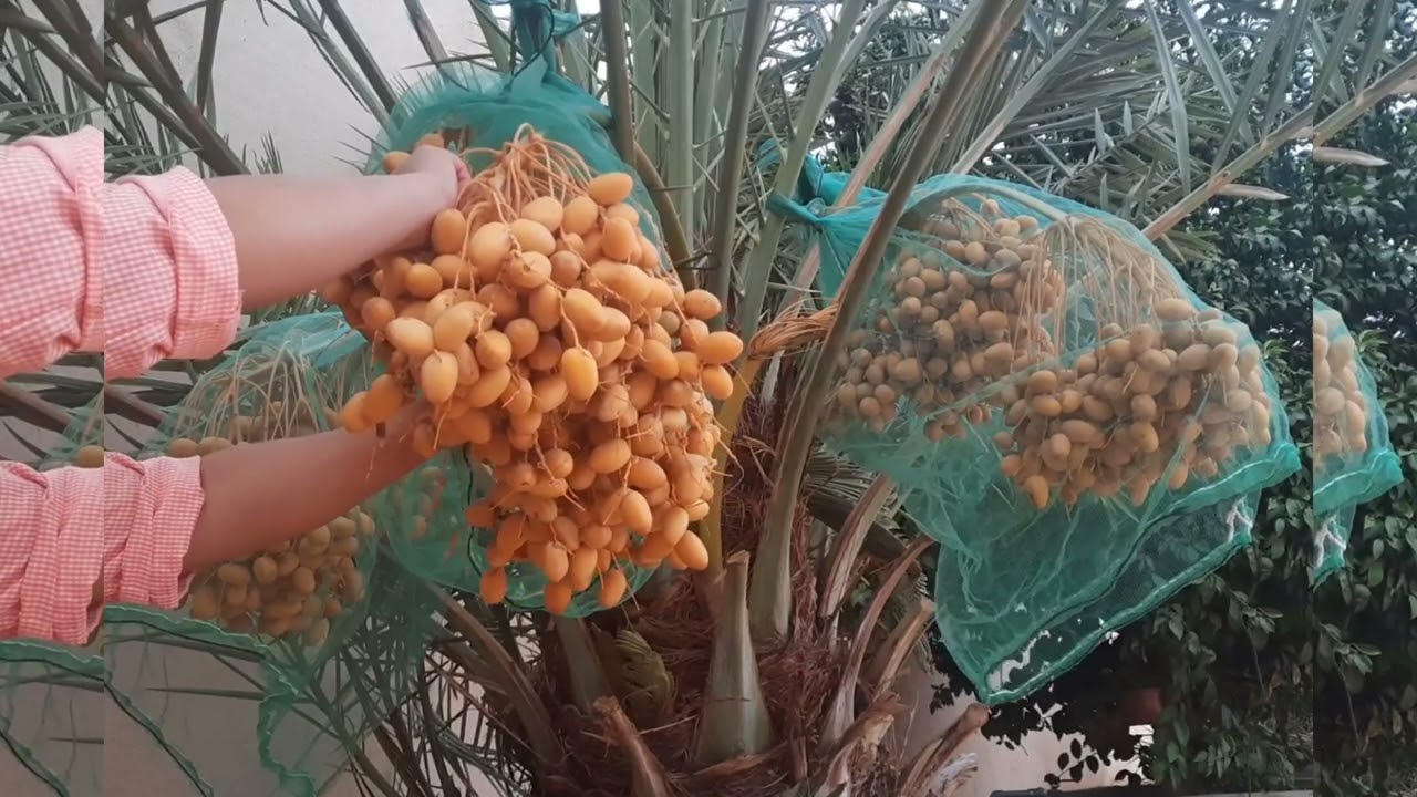 ☆💞Sweet Tamar/Dates picking ripe only @D'19 Makers - YouTube