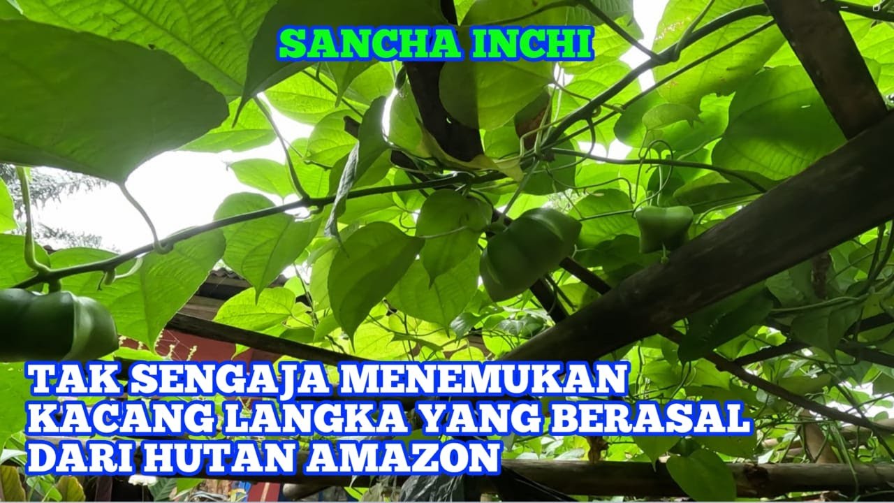 APA ITU SANCHA INCHI..? TANAMAN LANGKA ASLI DARI HUTAN AMAZON - YouTube