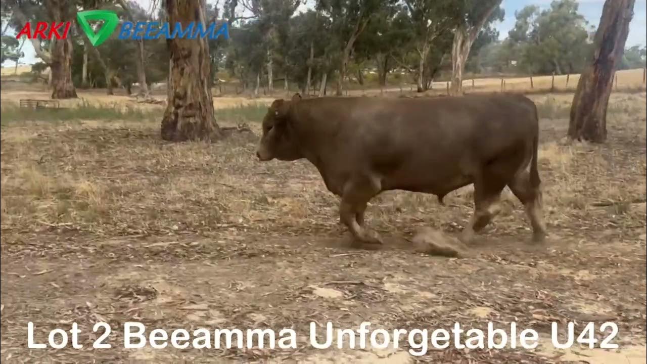 Lot 2 Beeamma Unforgetable U42 - YouTube