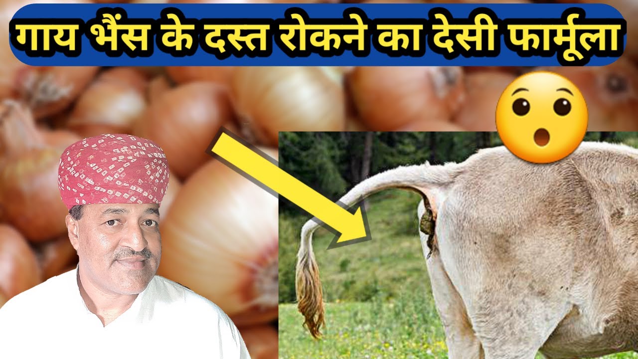 गाय भैंस का दस्त रोकने का No1 देसी फार्मूला|Cow Buffalo Loose Motion ...