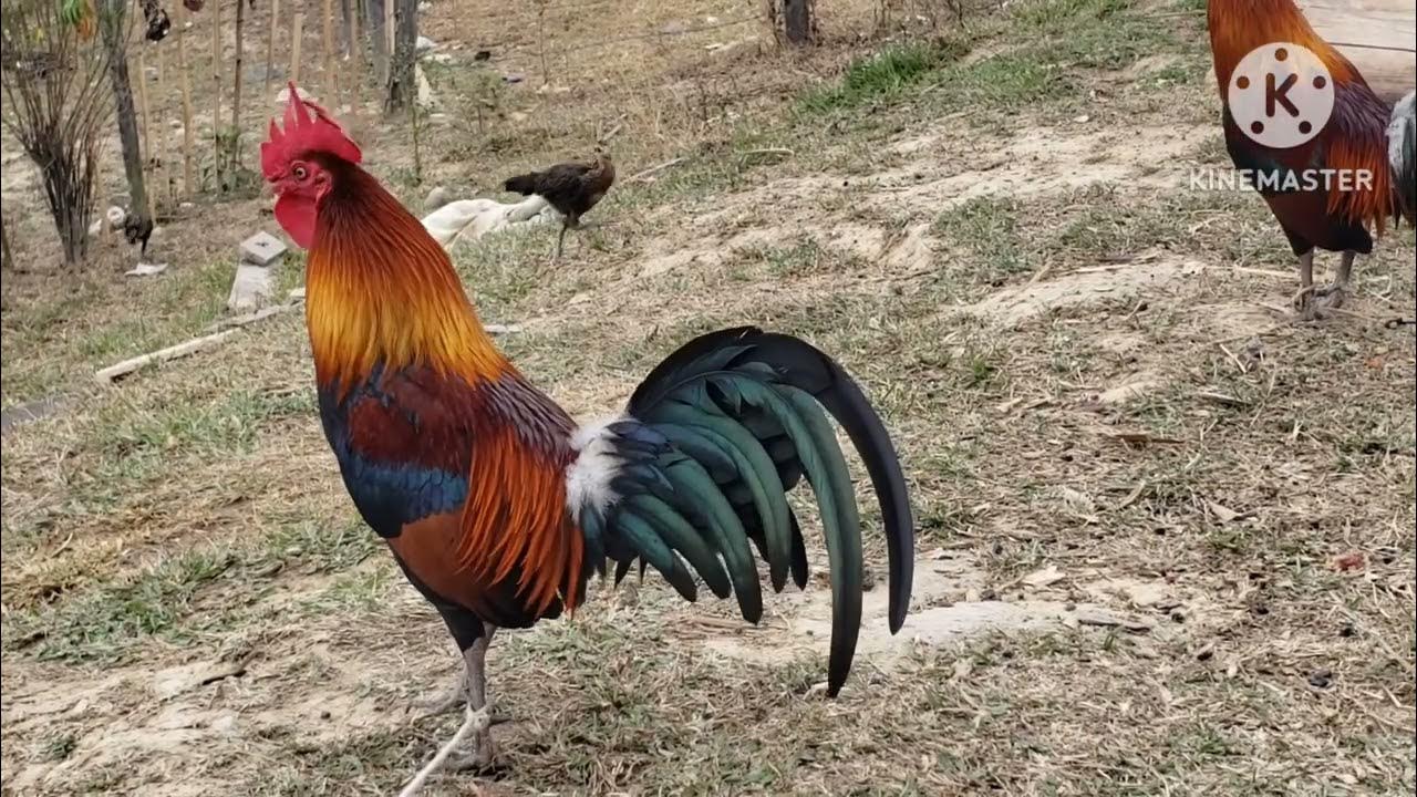 los peb saib qaib cuab ua ke 10 2 2024 - YouTube