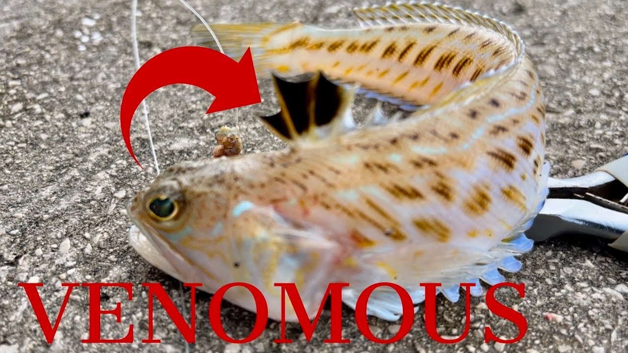 Weever Fish l Venomous Fish - YouTube