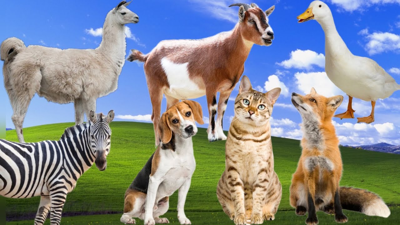 Wild Animal Sounds In Peaceful: Alpaca, Fox, Goat, Zebra, Goose, Dog ...