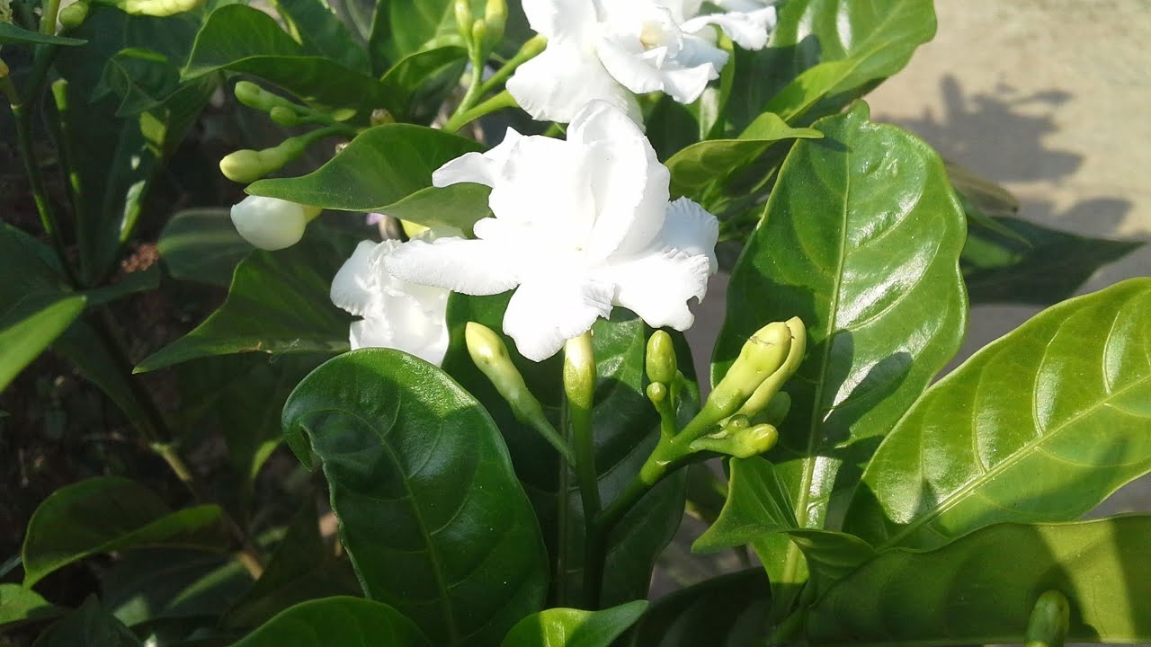 Parijatham poo/how to grow parijatham plant/ மருத்துவபயன்கள் - YouTube