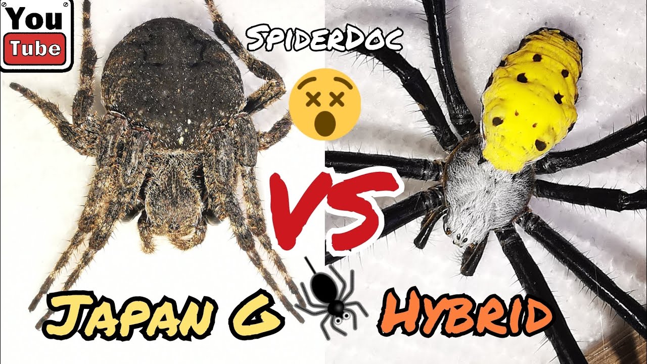 MONSTER Spider Fight: JAPAN G vs HYBRID Ekis-Kuryente! - YouTube