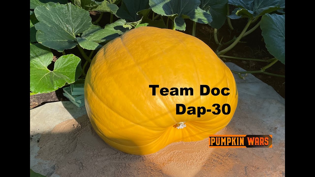Giant Pumpkin Dap-30 Clone Plant Team Doc - YouTube