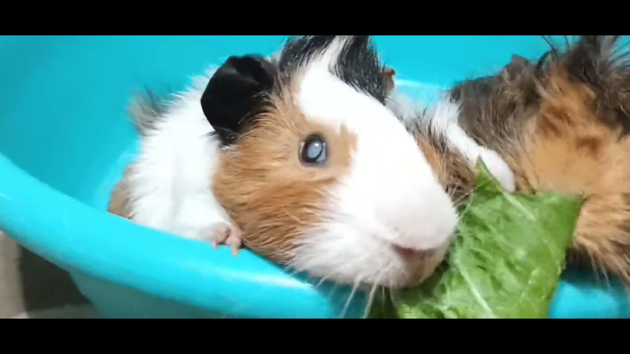 These three beautiful mischievous creatures are eating together. - YouTube
