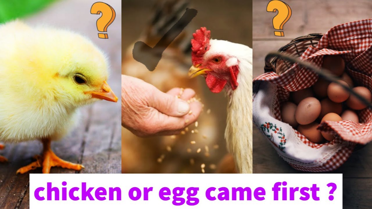 chicken or egg came ? The Age-Old Question Continues to Baffle Experts ...