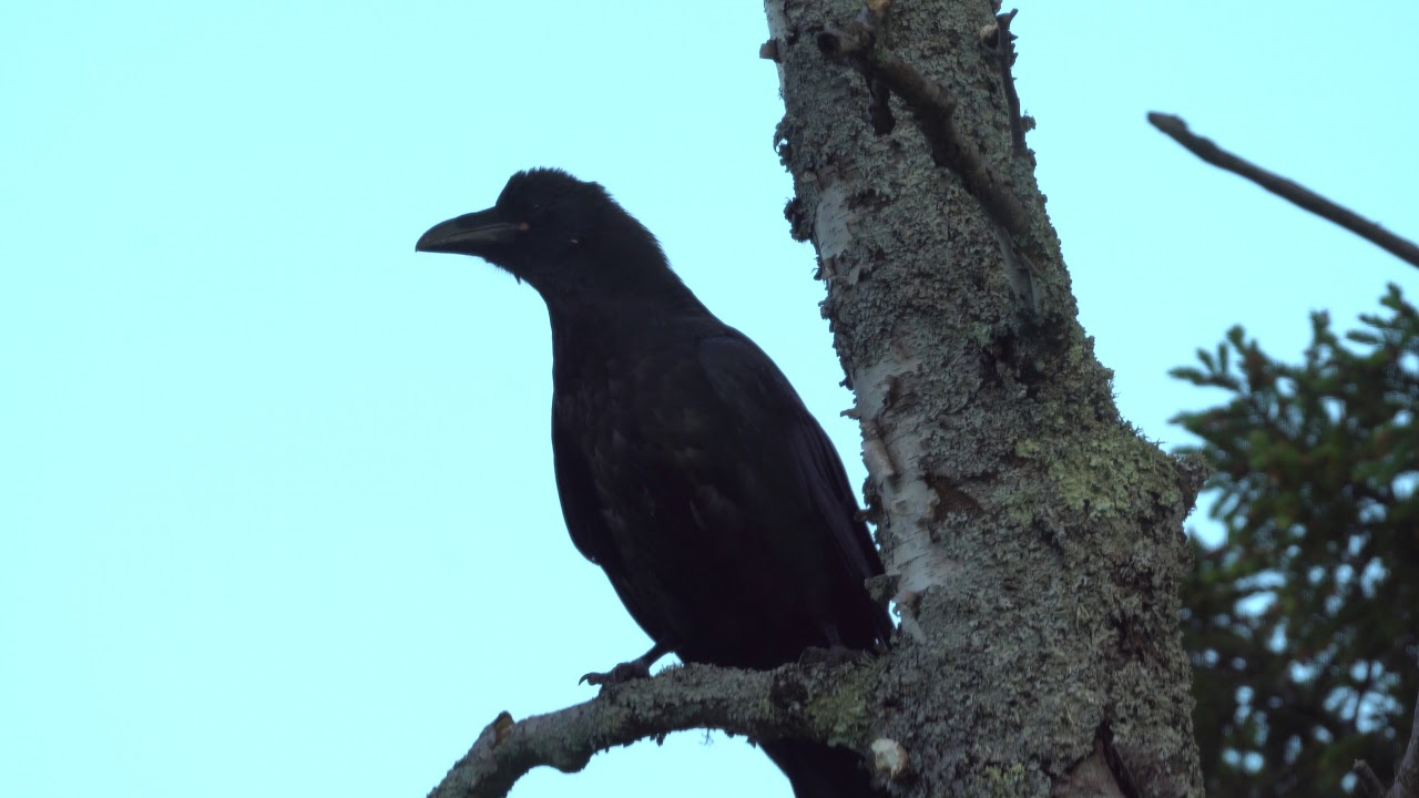 Raven 1 - 4k - YouTube