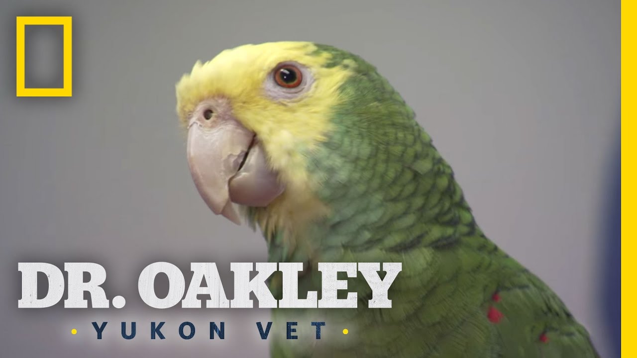 The Biting Bird (Deleted Scene) | Dr. Oakley, Yukon Vet - YouTube