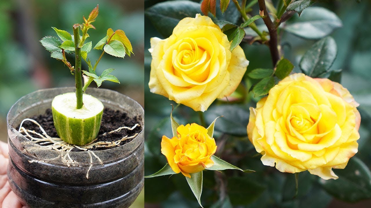 Surprising Rose Growing Hack Using Cucumbers | Easy DIY Rose Planting ...