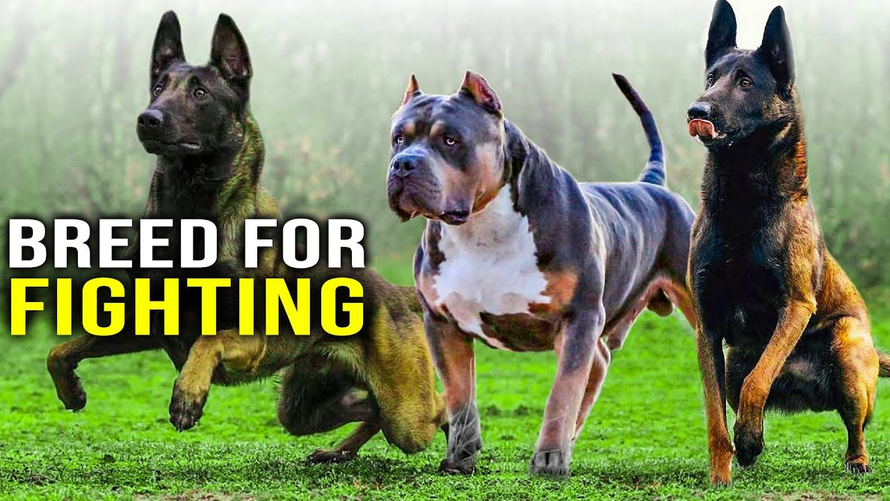 The 10 Blood Sport Dog Breeds - YouTube