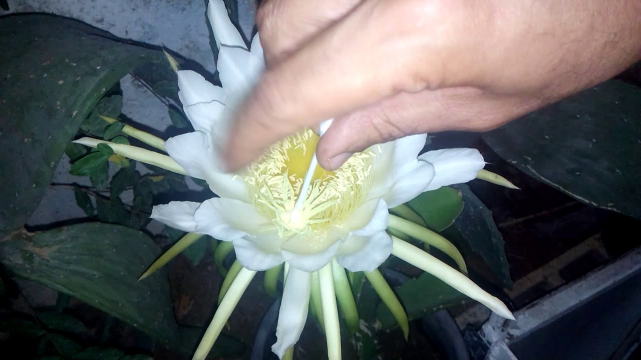 Pitaya fruit pollinate the flower at night تلقيح زهرة البتاية او فاكهة ...