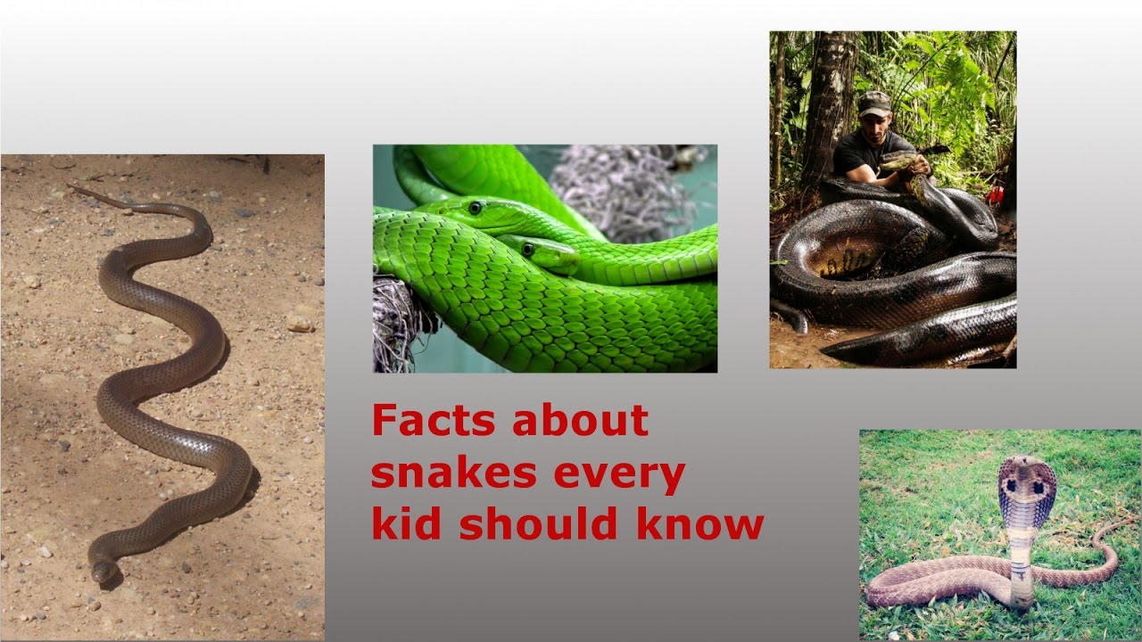 Amazing Facts About Snakes For Kids YouTube amazing-facts-about-snakes-for-kids-youtube