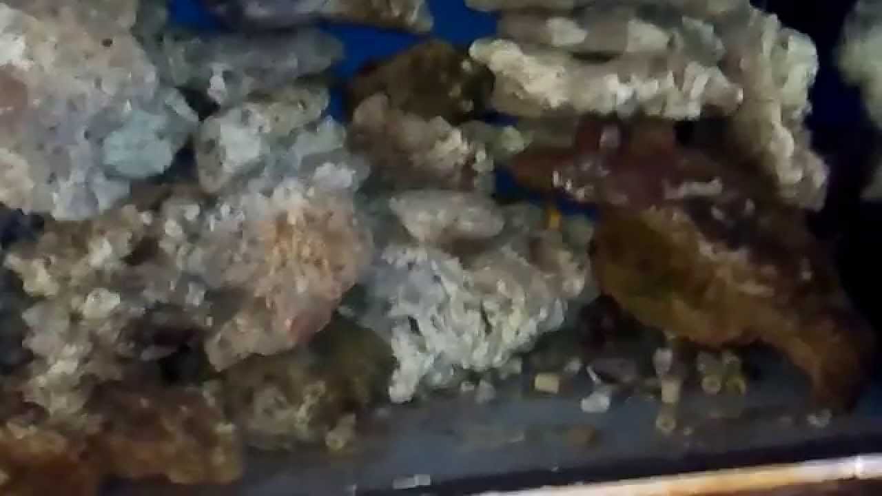Pulpo Comiendo - YouTube
