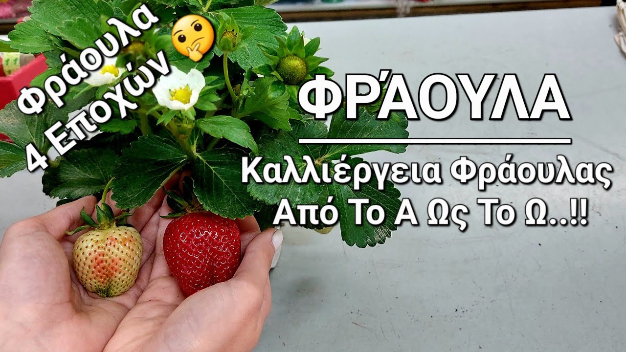 ΦΡΆΟΥΛΑ: Συμβουλές Και Πληροφορίες Για Την Καλλιέργεια Φράουλας Από Το ...