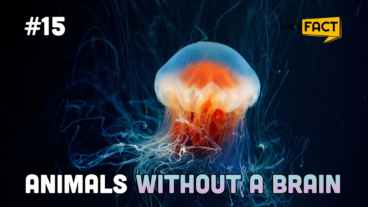 5 Brainless Animals That Will Amaze You! - YouTube