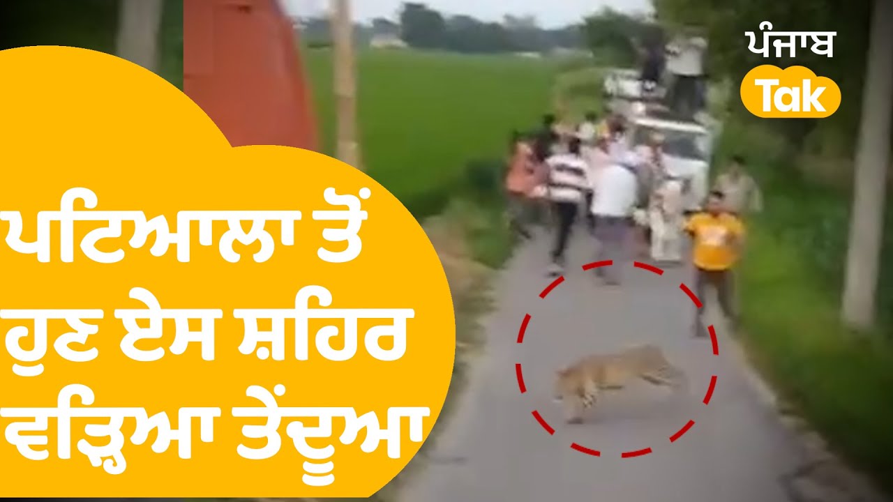 Leopard in Patiala : ਪਟਿਆਲਾ ਤੋਂ ਬਾਅਦ ਹੁਣ ਏਸ ਸ਼ਹਿਰ 'ਚ ਵੜ੍ਹਿਆ ਤੇਂਦੂਆ ...